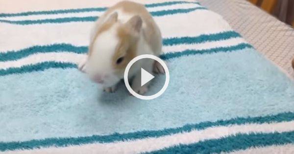Los conejos más tiernos y divertidos - Videos Chistosos